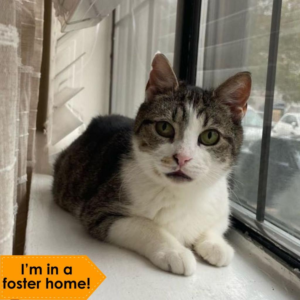 Adoptable Cats & Kittens in Philadelphia, PA | Chewy.com