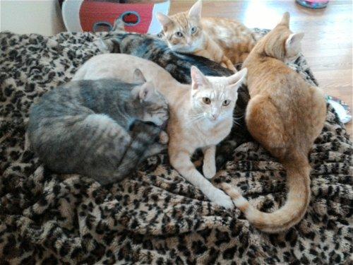 Adoptable Cats & Kittens in Baton Rouge, LA | Chewy.com