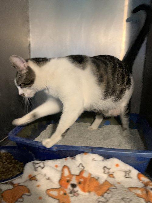 Adoptable Cats & Kittens in Augusta, GA | Chewy.com