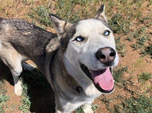 Adoptable Dogs & Puppies in Albuquerque, NM | Chewy.com