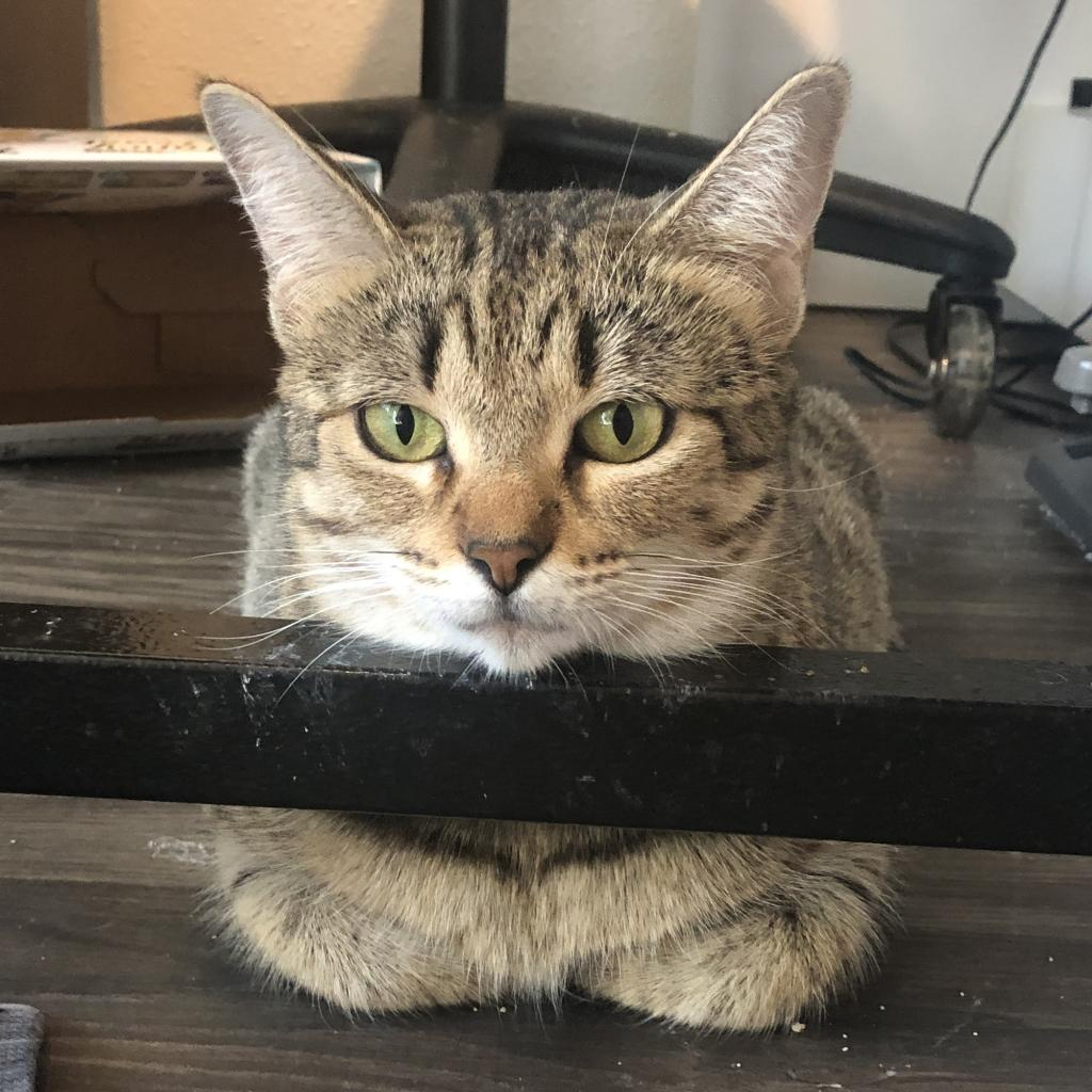 Adoptable Cats & Kittens in Bryan, TX | Chewy.com