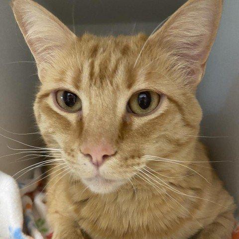 Adoptable Cats & Kittens in Phoenix, AZ | Chewy.com