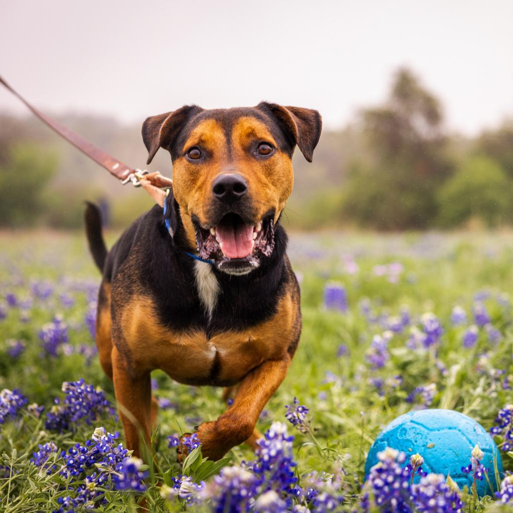 Adoptable Rottweiler Dogs | Chewy.com