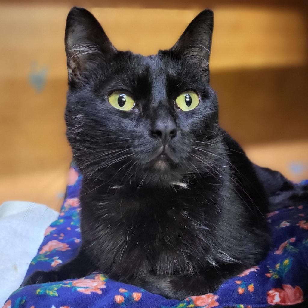 Adoptable Cats & Kittens in Austin, TX | Chewy.com