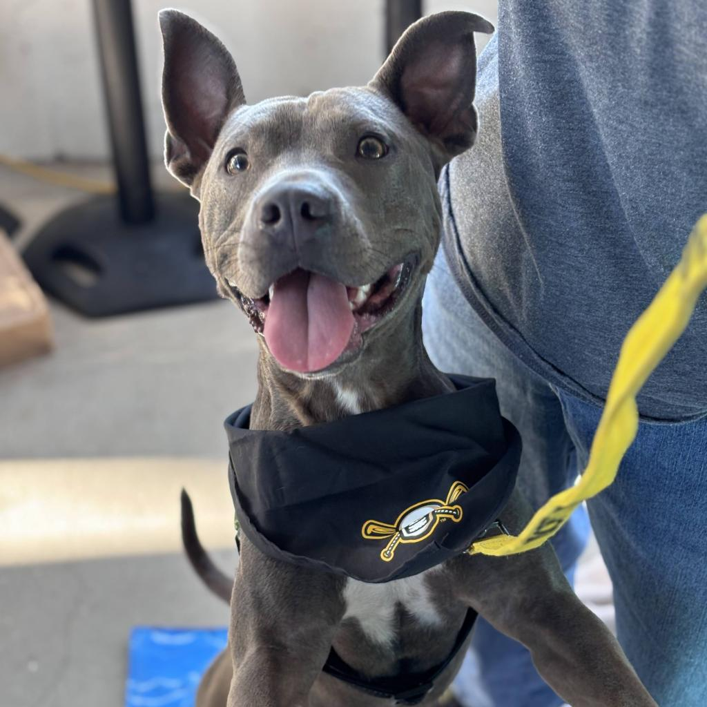 Adoptable Dogs & Puppies in Tampa, FL | Chewy.com