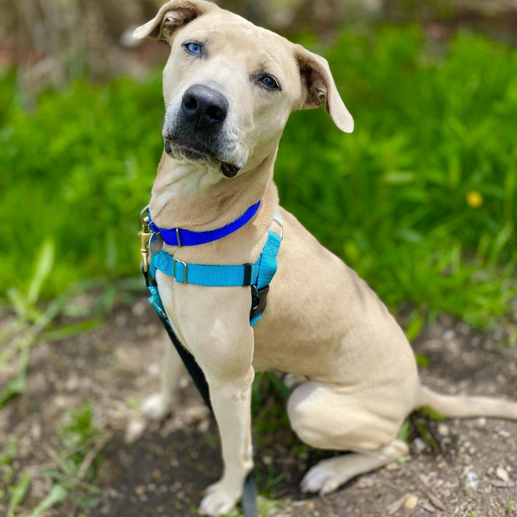 Adoptable Dogs & Puppies in Milwaukee, WI | Chewy.com