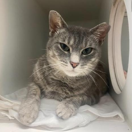 Adoptable Cats & Kittens in Philadelphia, PA | Chewy.com