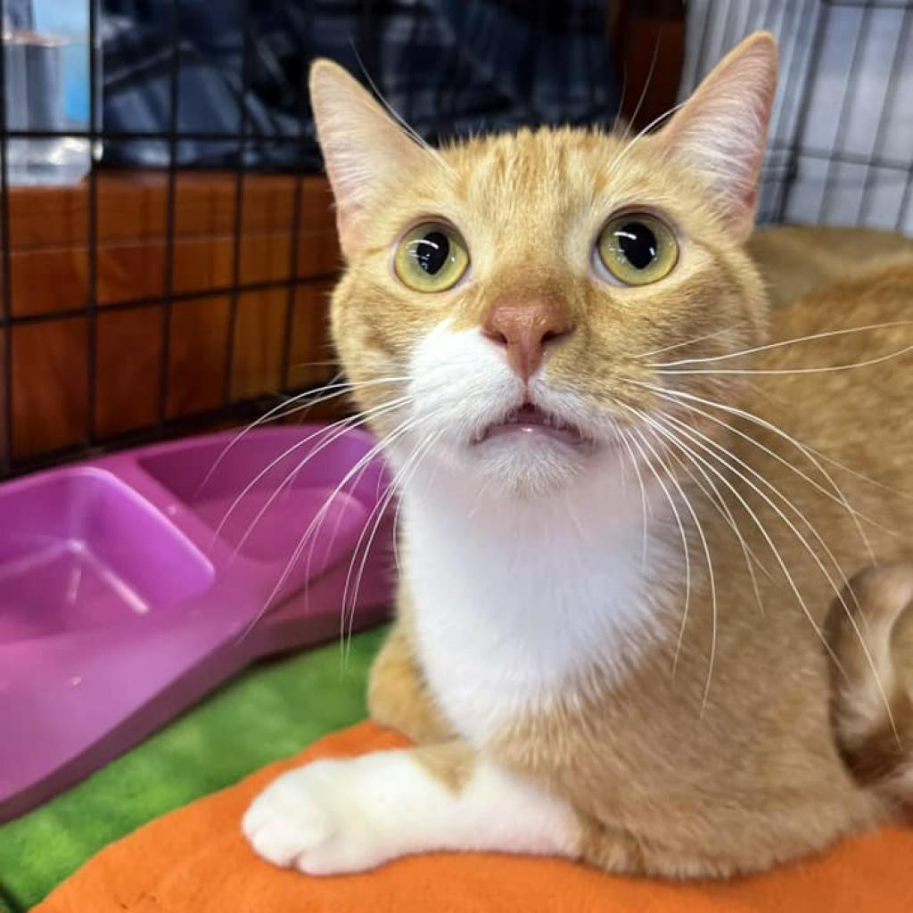 Adoptable Cats & Kittens in Austin, TX | Chewy.com