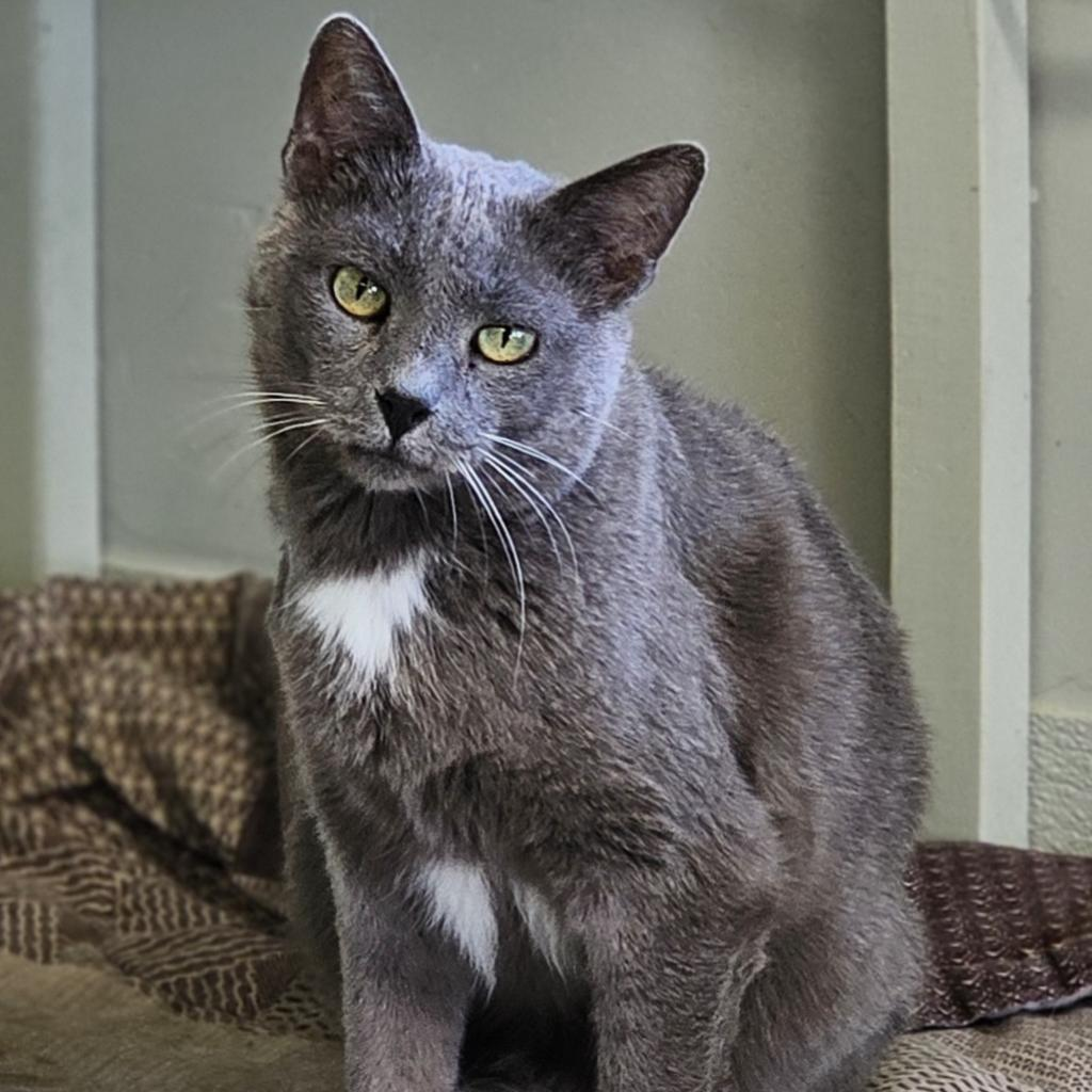 Adoptable Russian Blue Cats | Chewy.com
