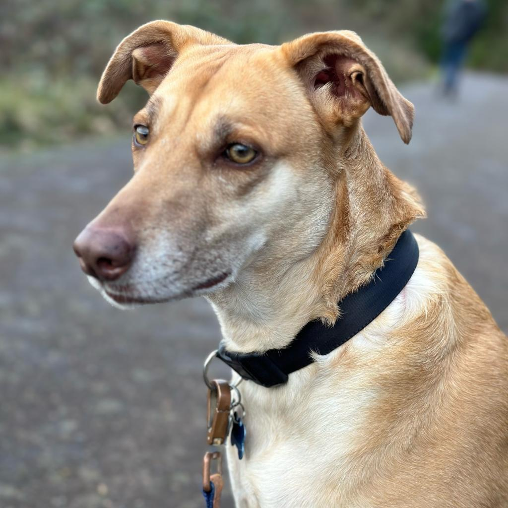 Adoptable Dogs & Puppies in Eugene, OR | Chewy.com