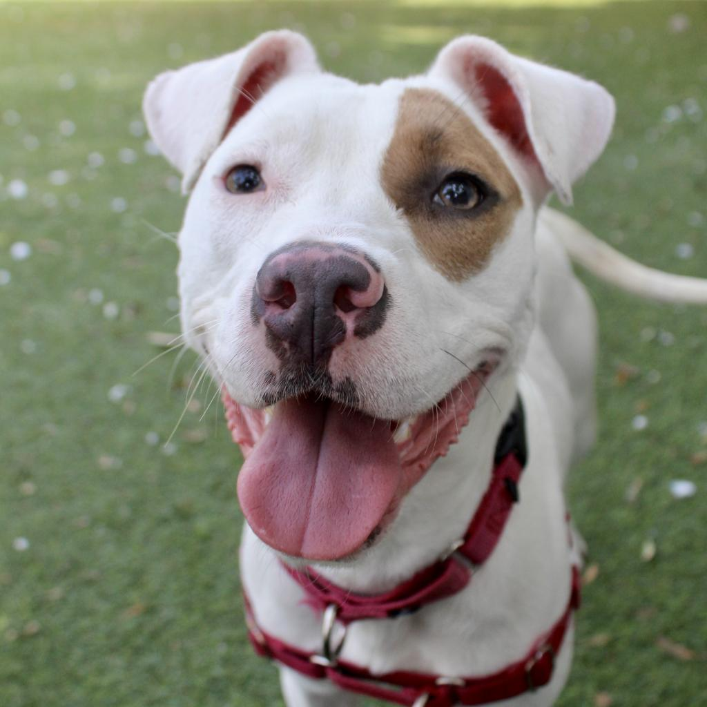 Adoptable Dogs & Puppies in Tampa, FL | Chewy.com