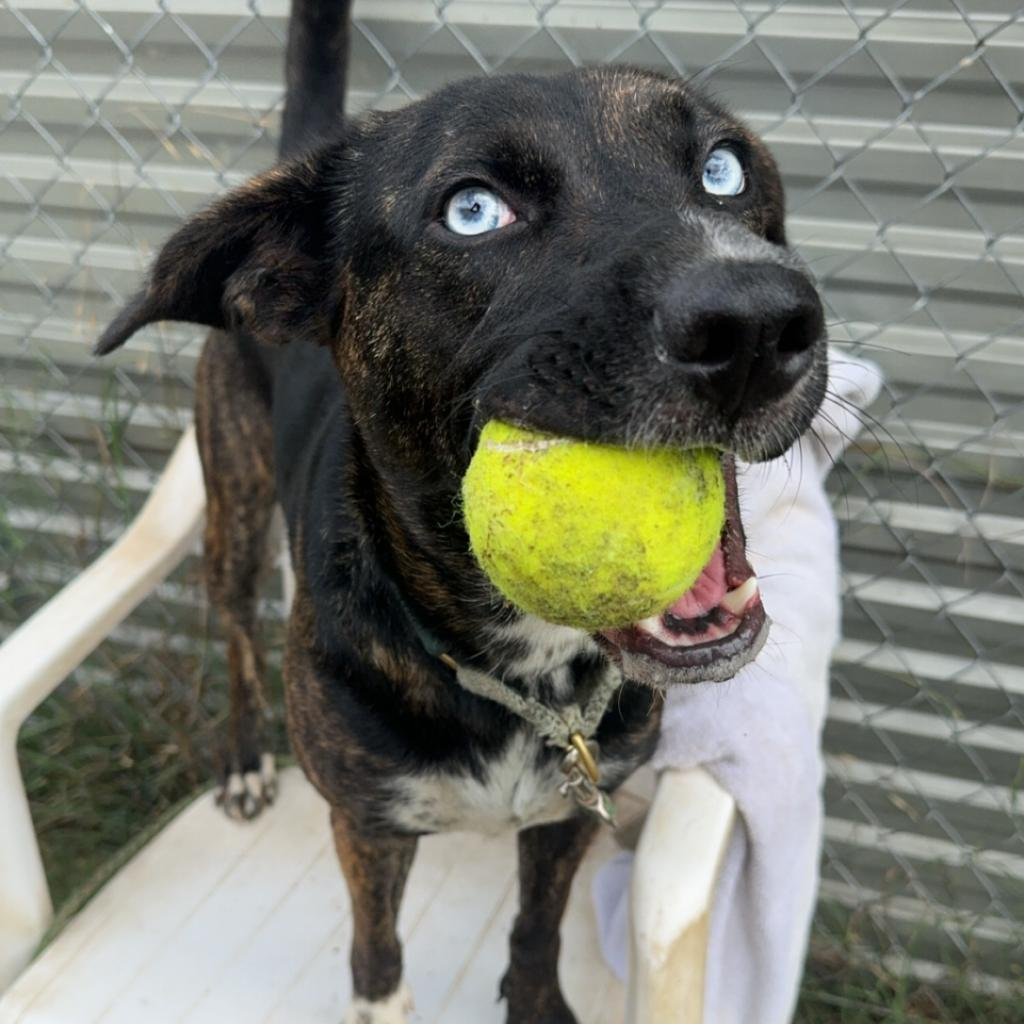 Adoptable Catahoula Leopard Dogs | Chewy.com