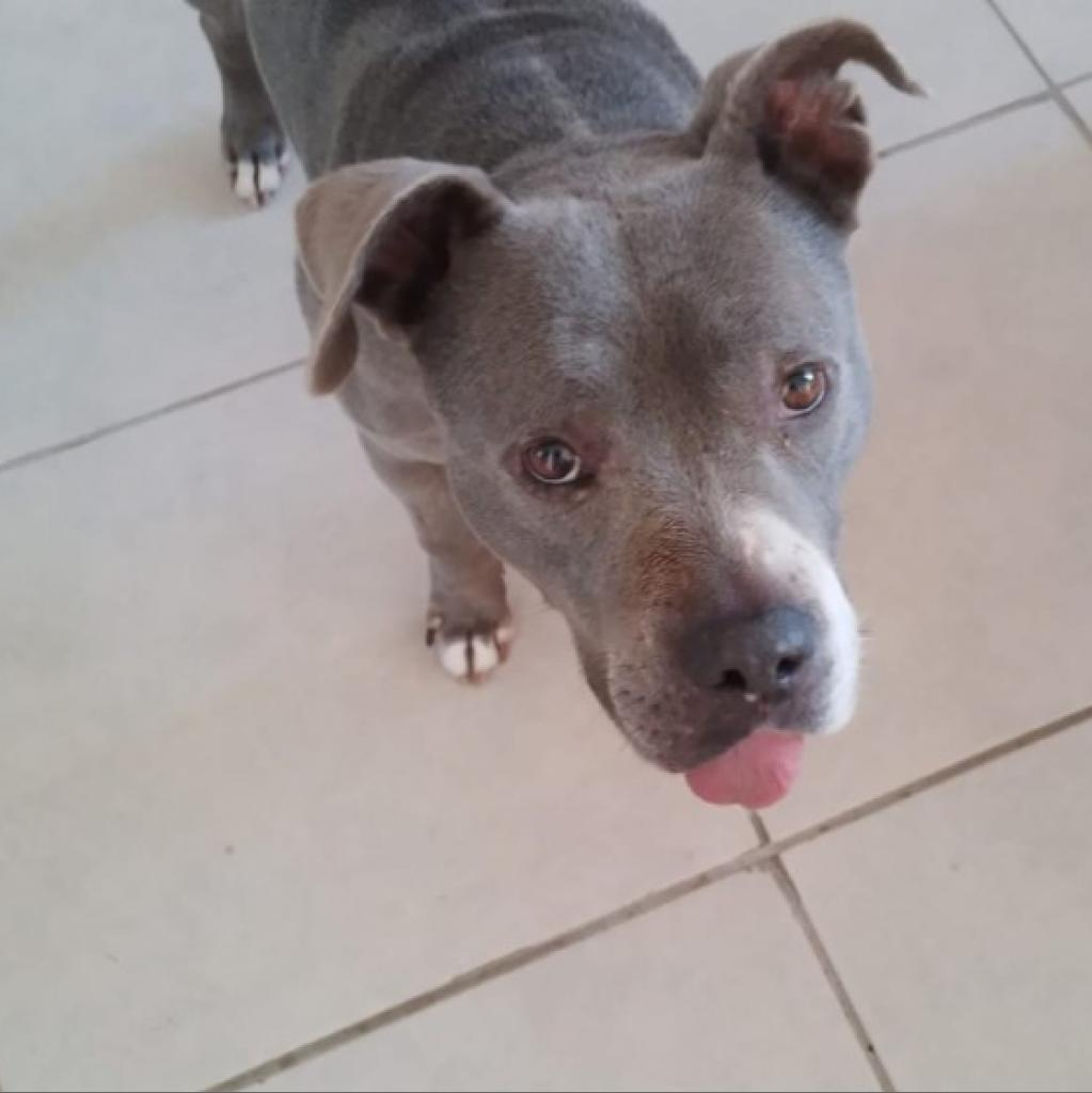 Adoptable Dogs & Puppies in Springfield, OR | Chewy.com