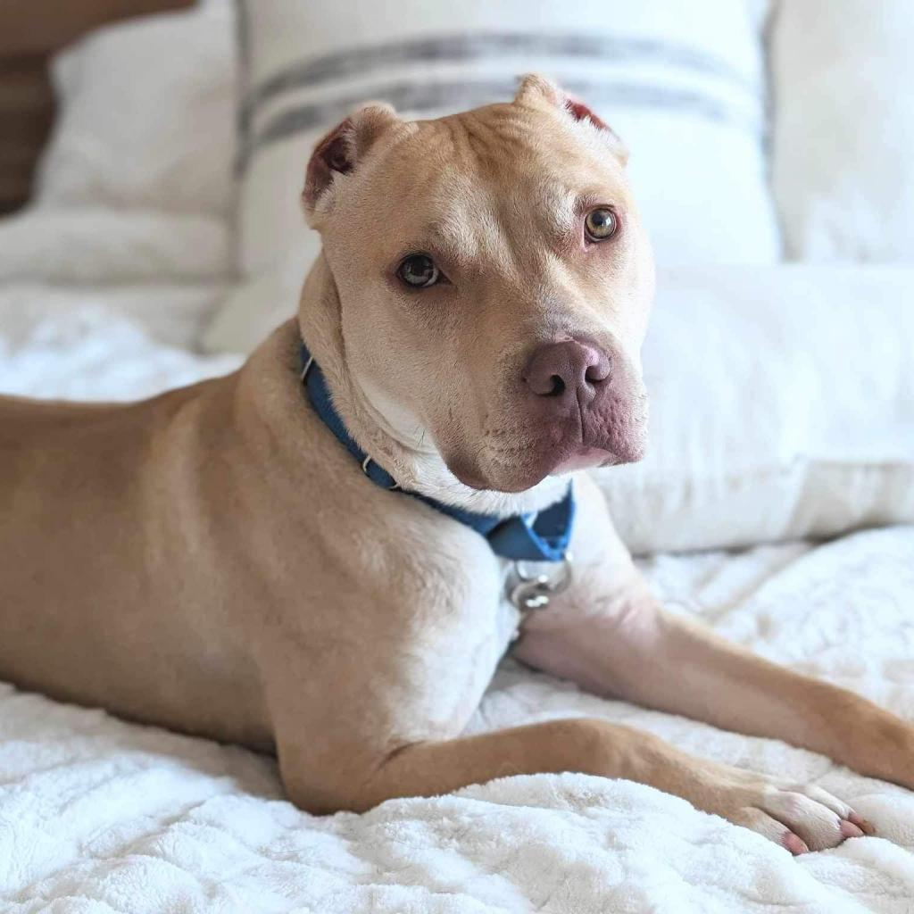 Adoptable Dogs & Puppies in Austin, TX | Chewy.com