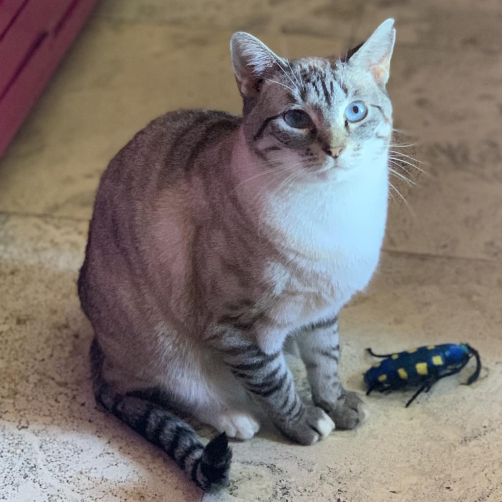 Adoptable Siamese Cats | Chewy.com