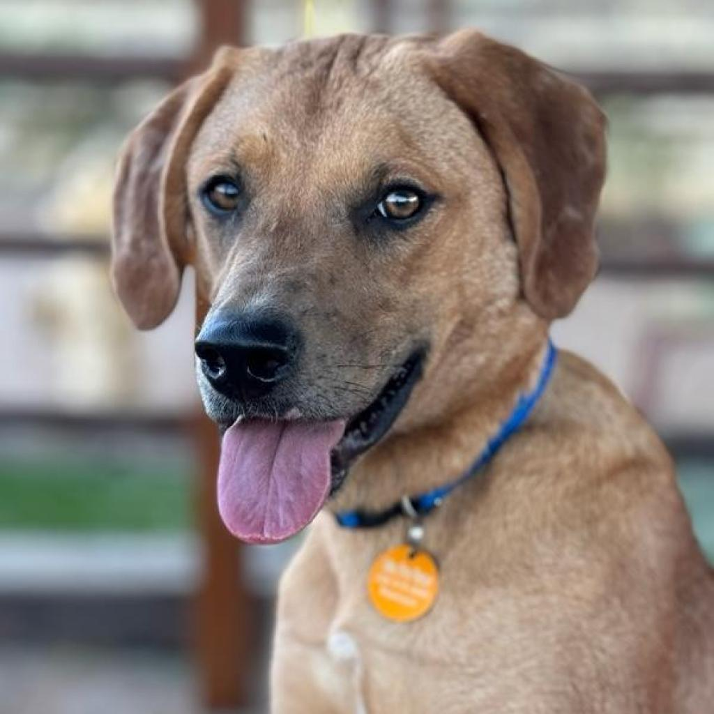 Adoptable Dogs & Puppies in Surprise, AZ | Chewy.com