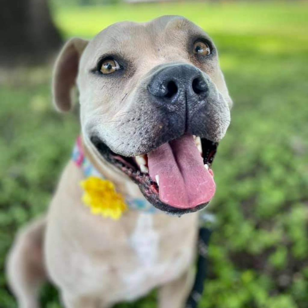 Adoptable Terrier Dogs | Chewy.com