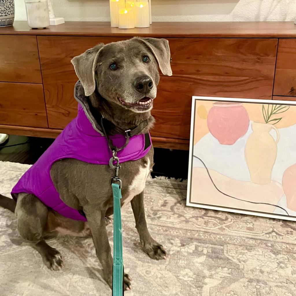 Adoptable Blue Lacy Dogs | Chewy.com