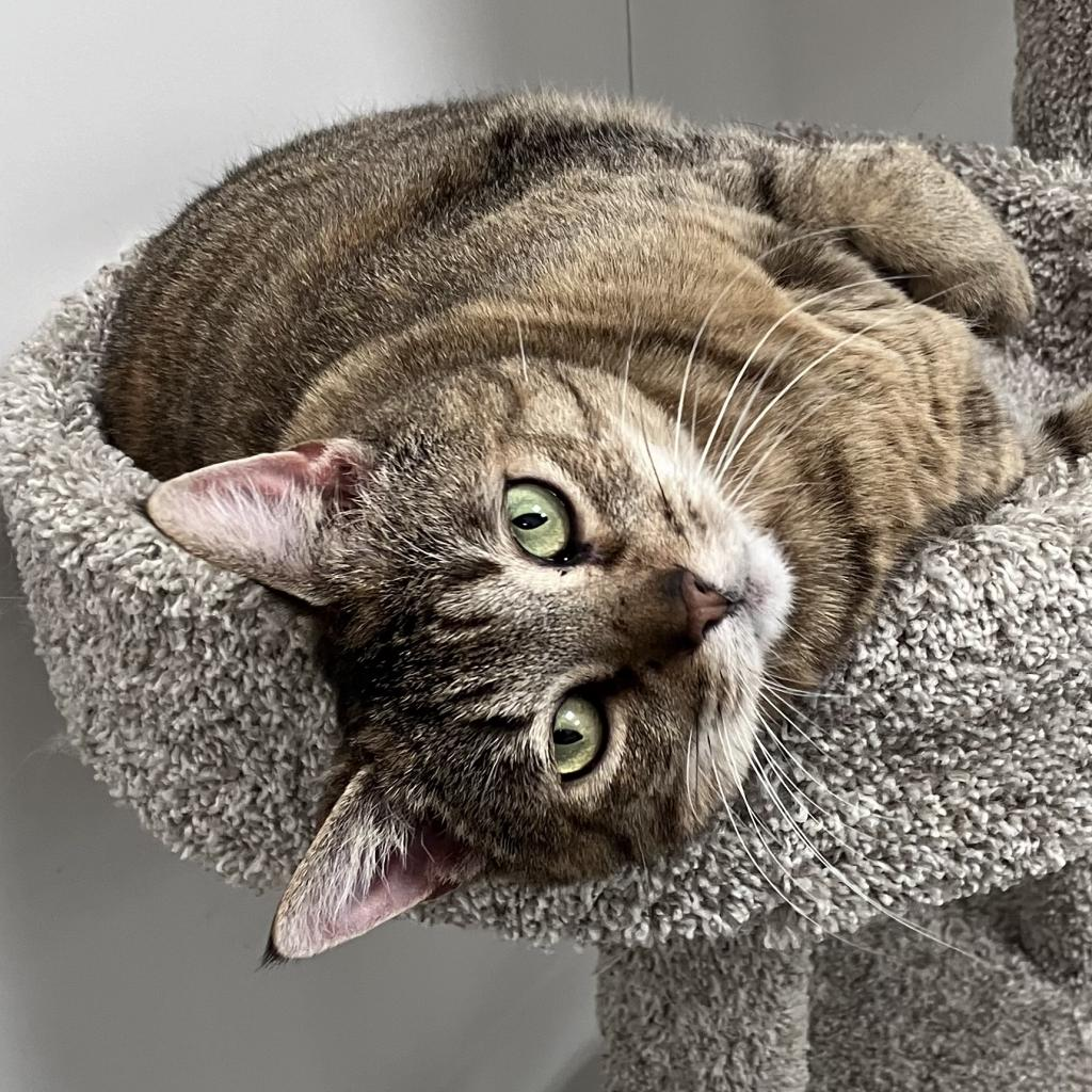 Adoptable Polydactyl Cats | Chewy.com