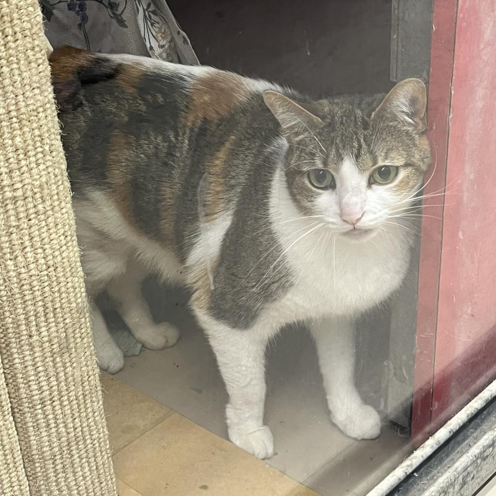 Adoptable Manx Cats | Chewy.com