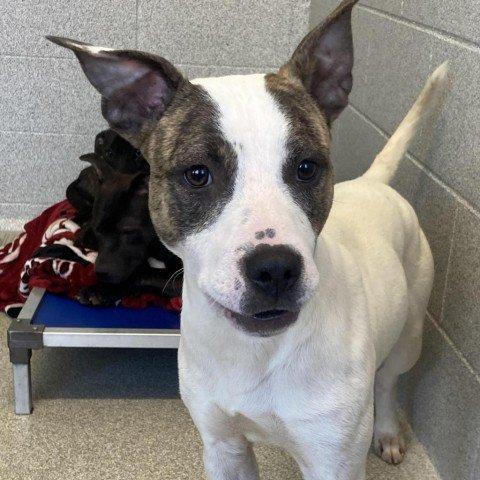 Adoptable Dogs & Puppies in Greenville, SC | Chewy.com