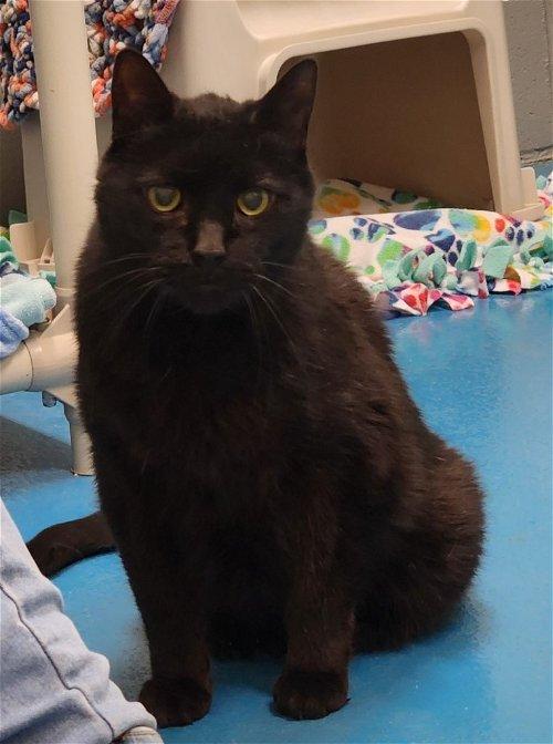 Adoptable Cats & Kittens in Grand Rapids, MI | Chewy.com