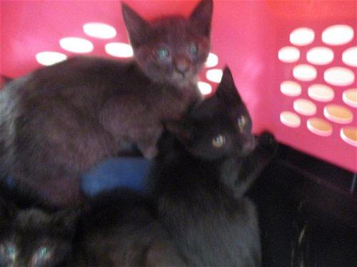 Adoptable Cats & Kittens in Ocala, FL | Chewy.com