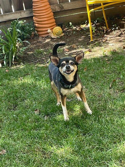 Adoptable Dogs & Puppies in Fresno, CA | Chewy.com