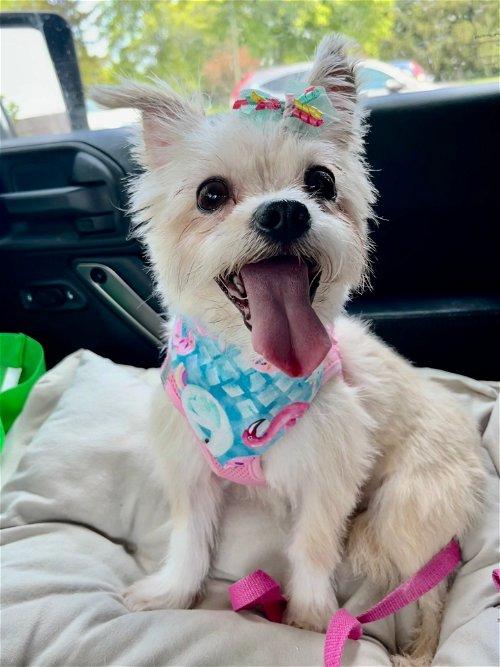 Adopt Dogs & Puppies | Chewy.com