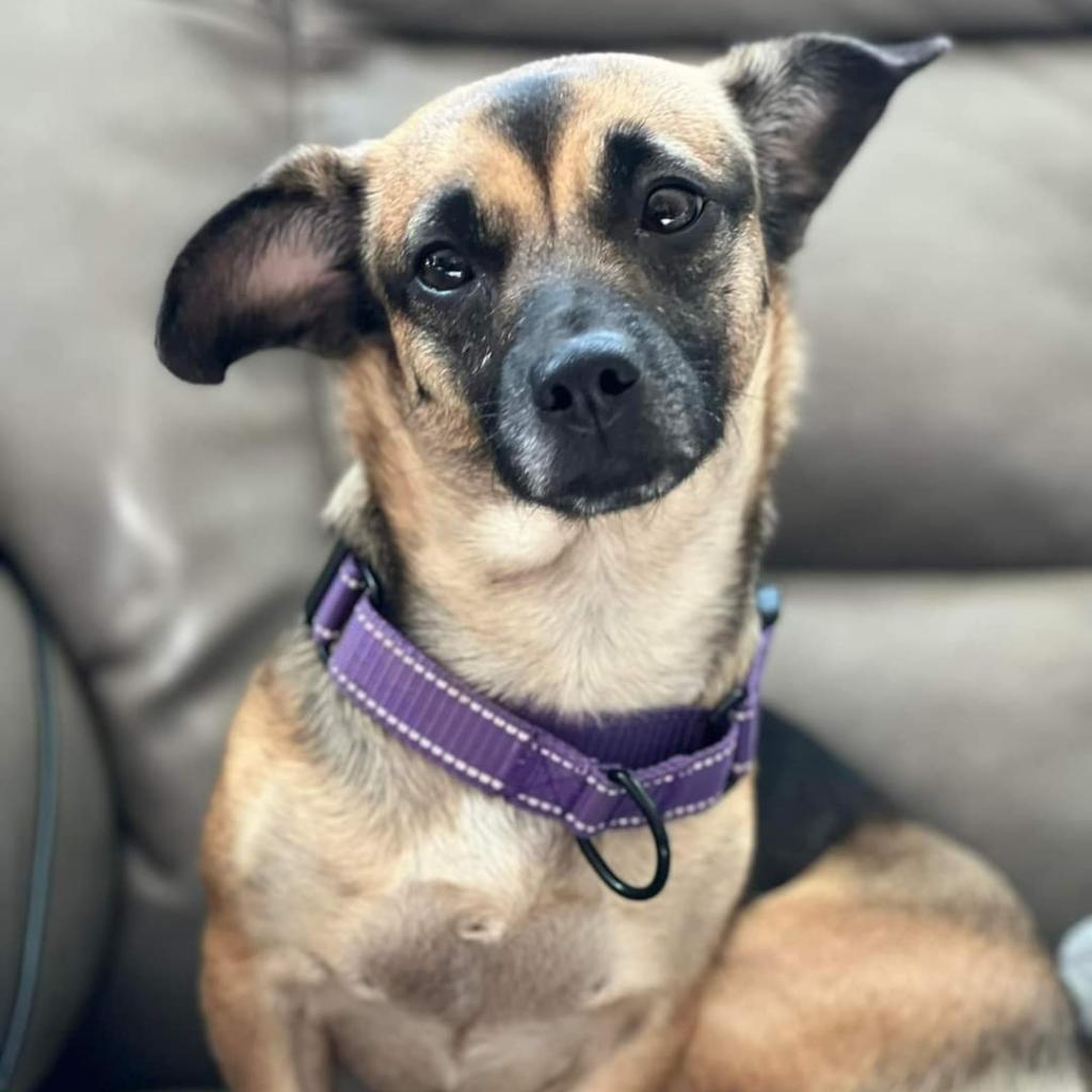 Adoptable Dogs & Puppies in Fredericksburg, VA | Chewy.com