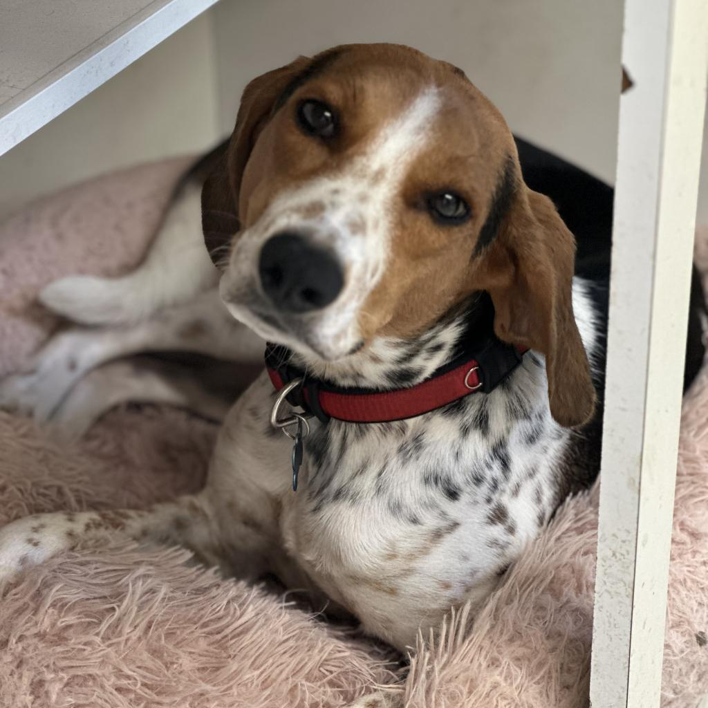 Adoptable Beagle Dogs | Chewy.com