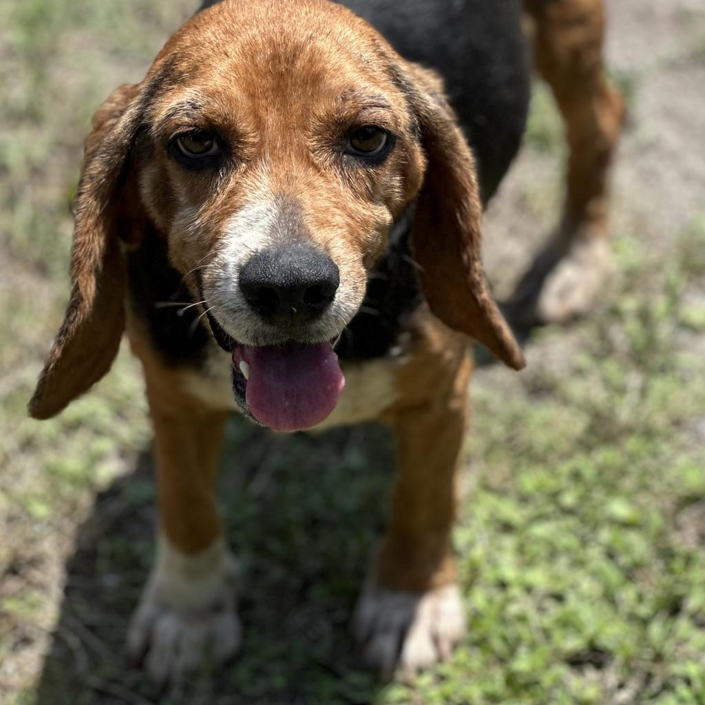 Adoptable Beagle Dogs | Chewy.com