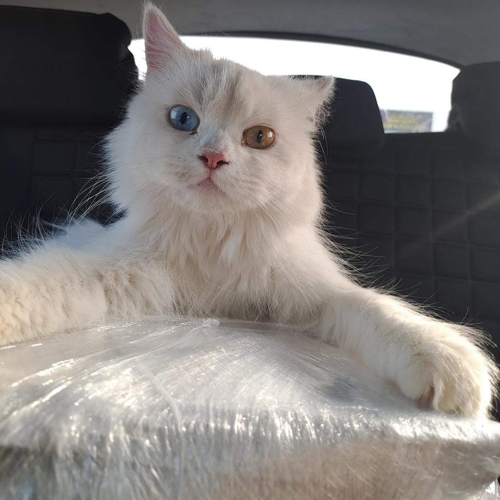Adoptable Turkish Angora Cats | Chewy.com