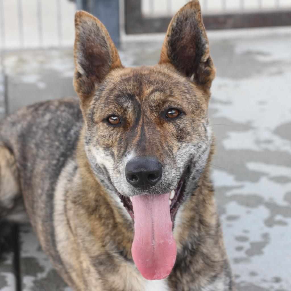 Adoptable Dutch Shepherd Dogs | Chewy.com