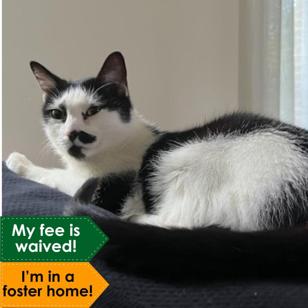 Adoptable Cats & Kittens in Philadelphia, PA | Chewy.com