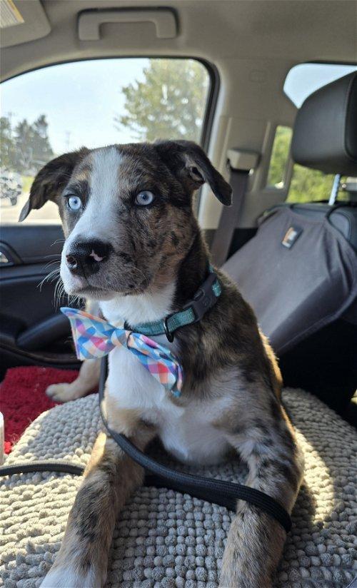 Adoptable Catahoula Leopard Dogs | Chewy.com