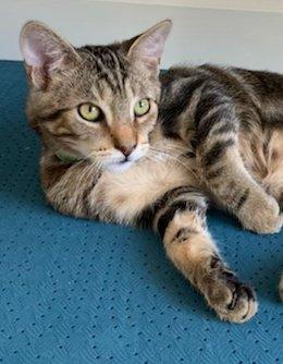 Adoptable Cats & Kittens in Santa Cruz, CA | Chewy.com