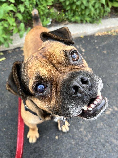 Adoptable Dogs & Puppies in Chicago, IL | Chewy.com