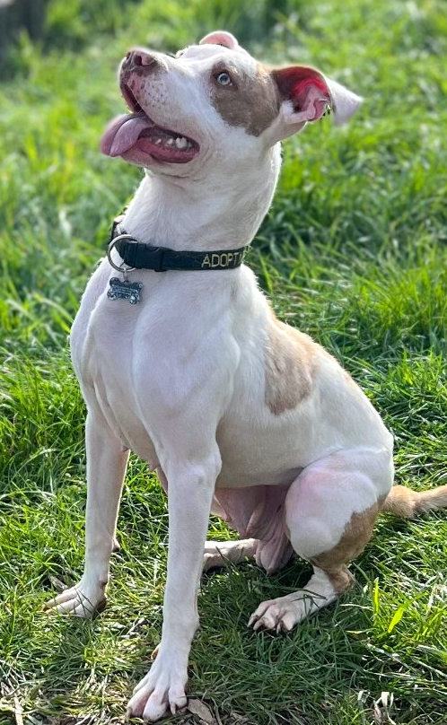 Adoptable Terrier Dogs | Chewy.com
