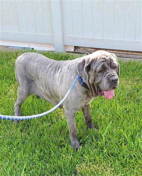 Neapolitan Mastiff Pitbull Mix Puppies