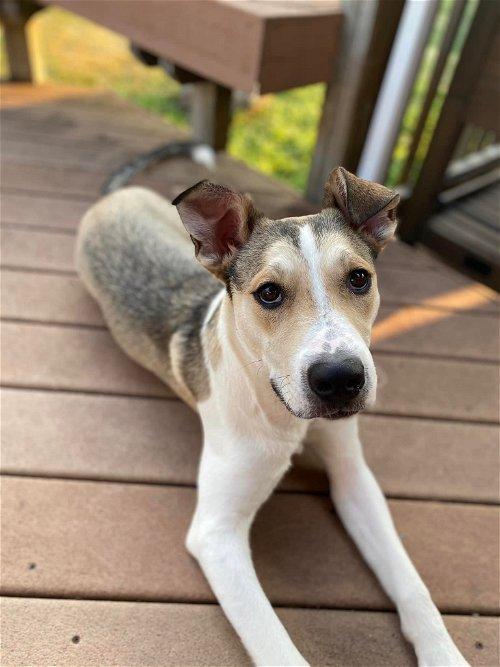 Adoptable Dogs & Puppies in Dayton, OH | Chewy.com