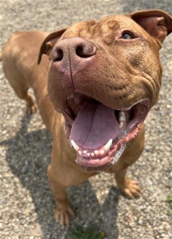 Adoptable Dogs & Puppies in Akron, OH | Chewy.com