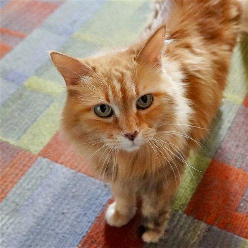 Adoptable Turkish Angora Cats | Chewy.com