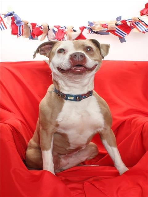 Adoptable Dogs & Puppies in Los Angeles, CA | Chewy.com