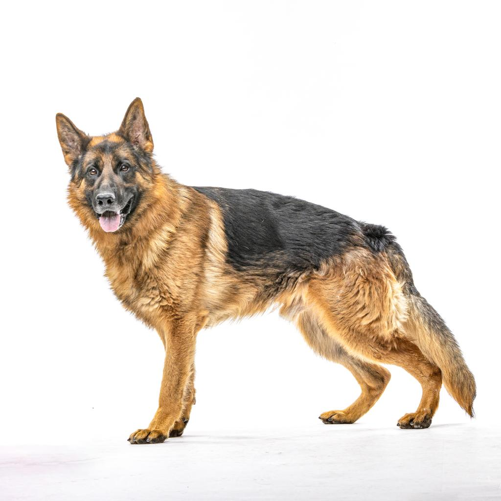 Adoptable Dogs & Puppies in Reno, NV | Chewy.com