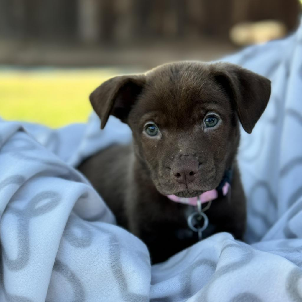 Adoptable Dogs & Puppies in Visalia, CA | Chewy.com