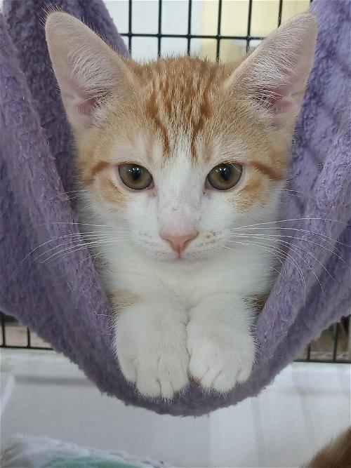 Adoptable Cats & Kittens in Chesapeake, VA | Chewy.com