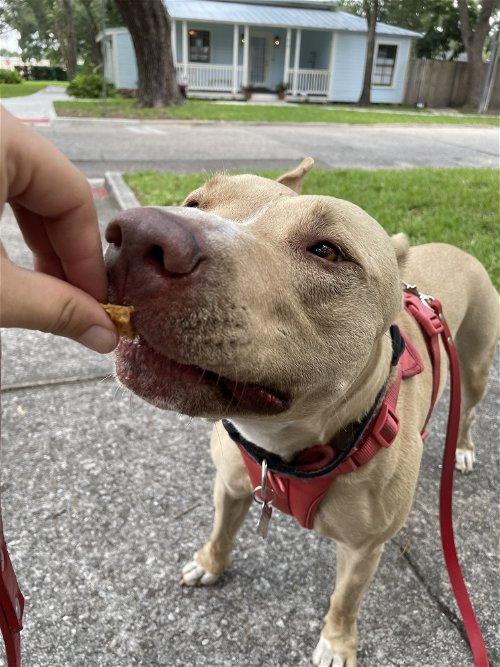 Adoptable Dogs & Puppies in Orlando, FL | Chewy.com