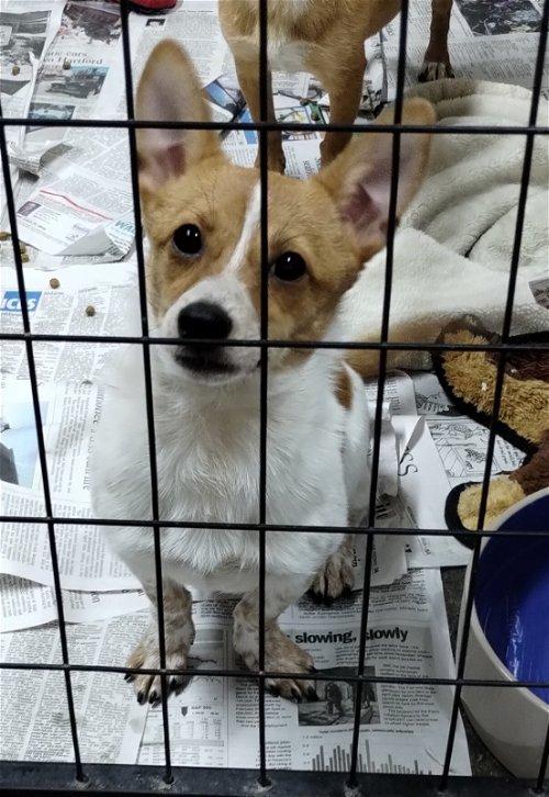 Adoptable Dogs & Puppies in Milwaukee, WI | Chewy.com