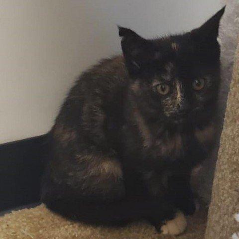 Adoptable Polydactyl Cats | Chewy.com